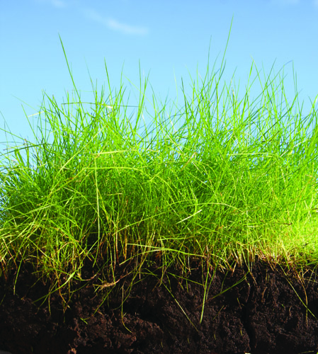 Pasture Management: Healthy and Productive Grasslands - Grit